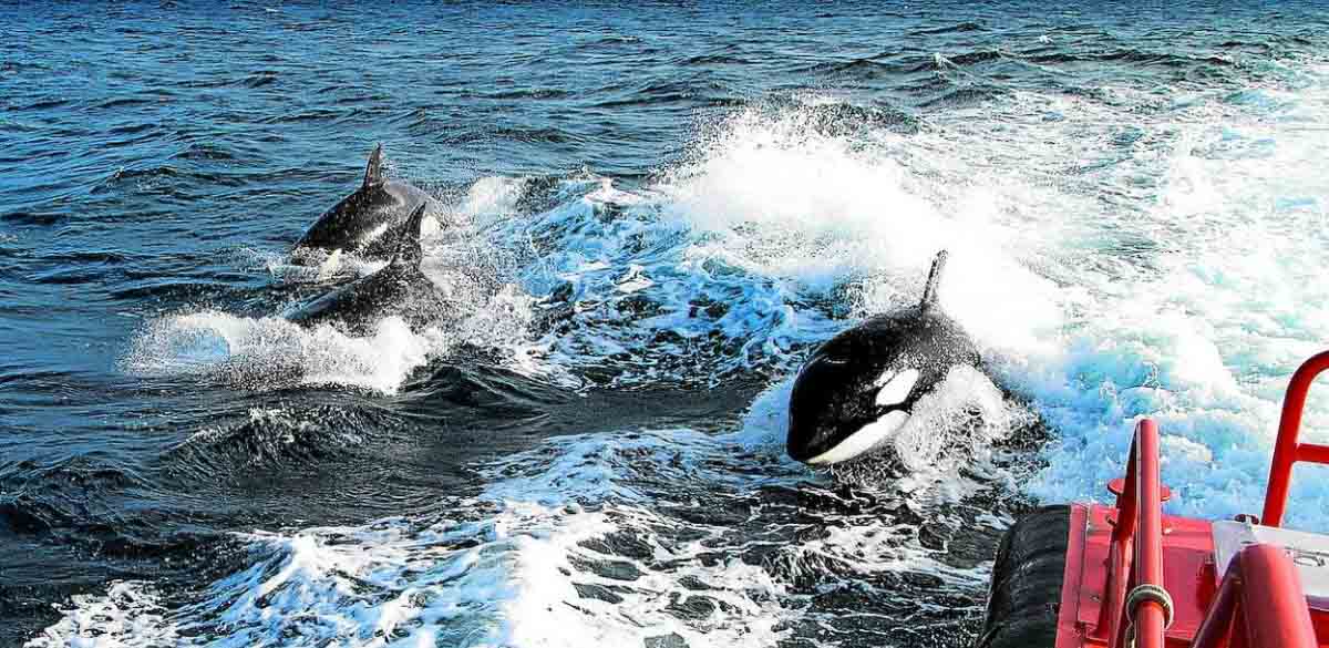 Killer Whales in the Gibraltar Strait - The Islander Magazine